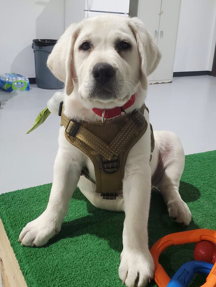 Service Dog Program - Honoring America's Warriors